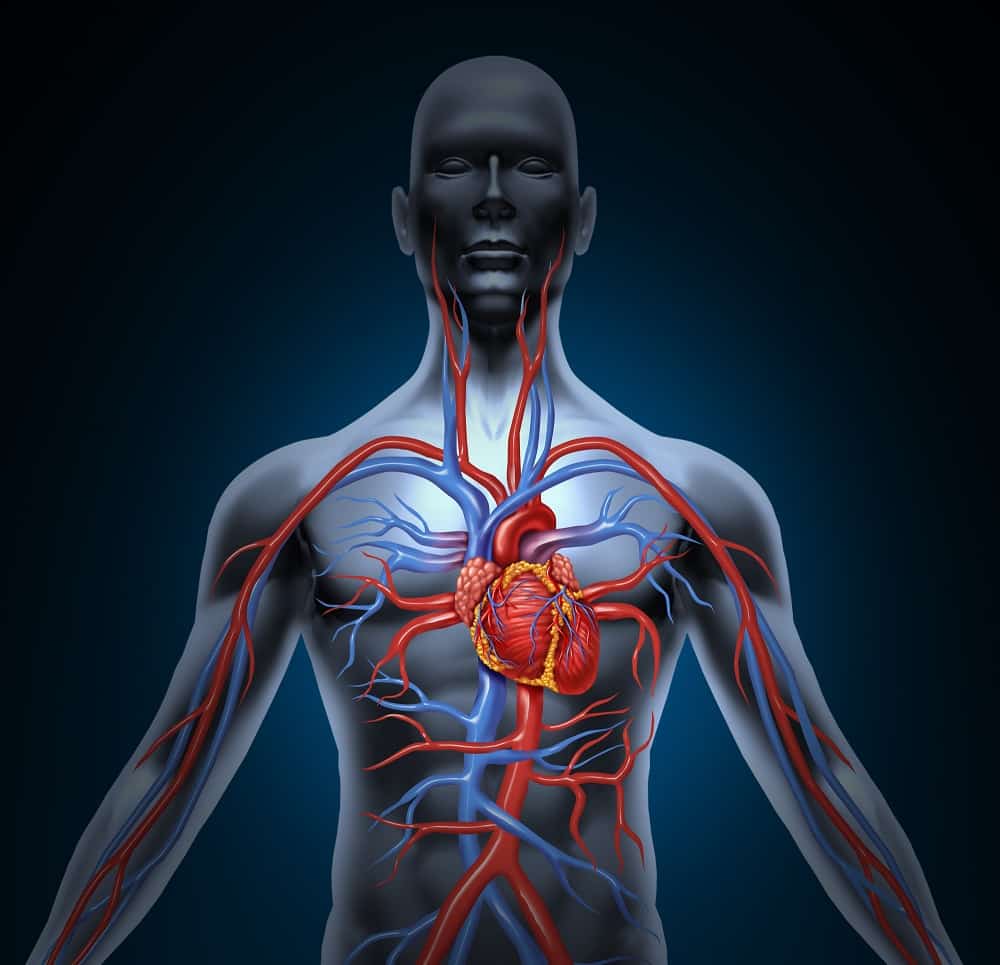 Protecting Yourself Against Vascular Disease | Clancy Medical Group